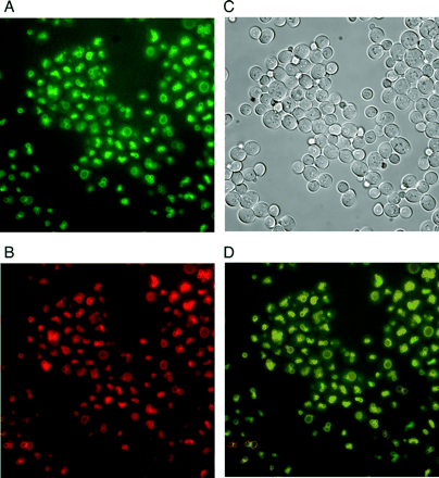 FM 4-64 (N-(3-Triethylammoniumpropyl)-4-(6-(4-(Diethylamino) Phenyl) Hexatrienyl) Pyridinium ...