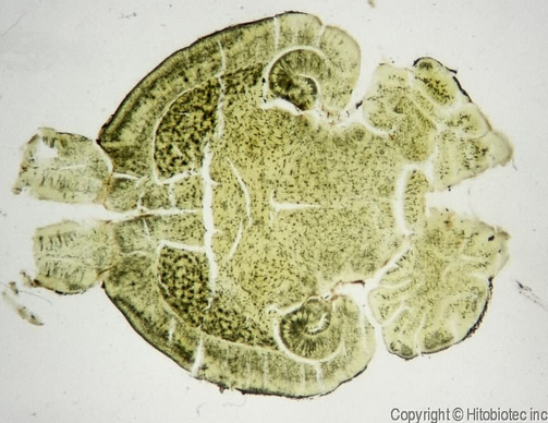 Hitobiotec Hito Golgi-Cox OptimStain™ Kit 高尔基染色试剂盒 - 上海懋康生物科技有限公司
