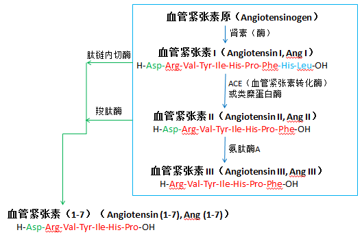 血管紧张素 Angiotensin（Ang）产品专题 - 上海懋康生物科技有限公司