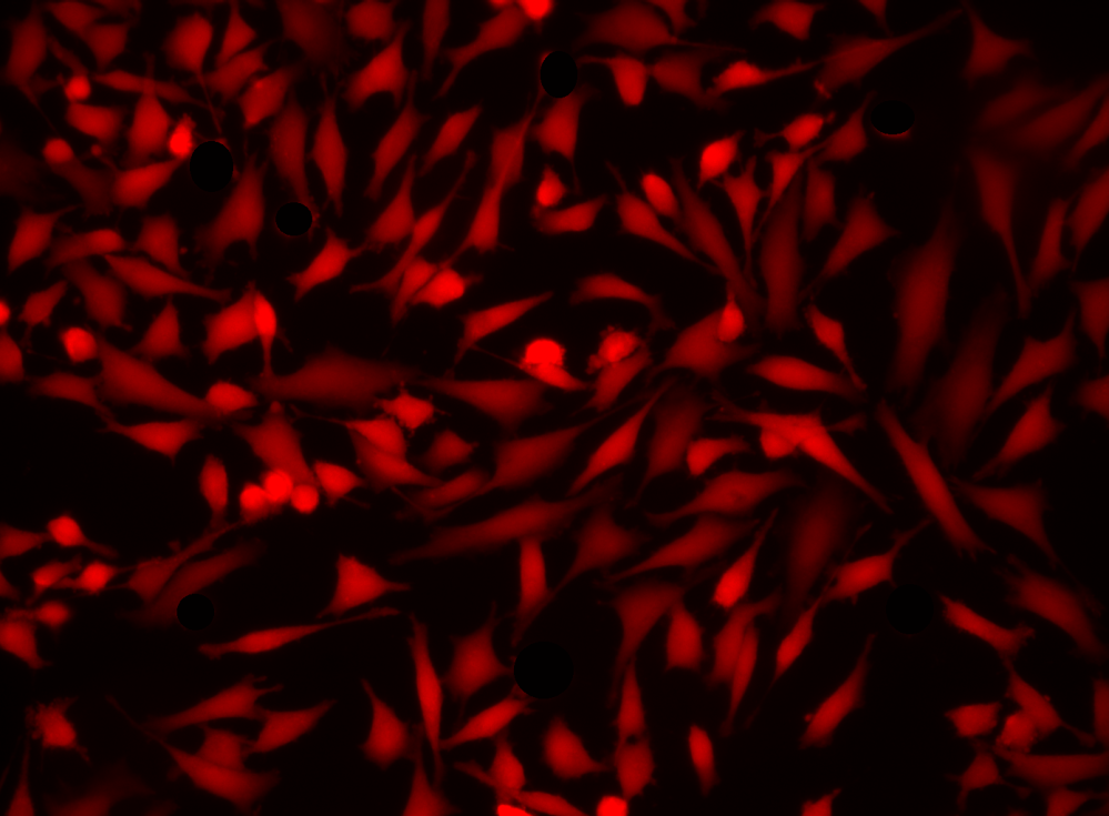 Calcein Deep Red Acetate 钙黄绿素深红醋酸盐 - 上海懋康生物科技有限公司