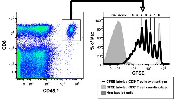 CFDA SE Cell Proliferation and Cell Tracking Kit 细胞增殖与示踪检测试剂盒 - 上海懋康生物 ...