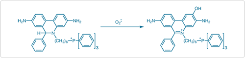 MitoSOX Red Mitochondrial Superoxide Indicator 红色线粒体超氧化物荧光探针 - 上海懋康生物科技有限公司