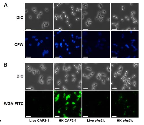 FITC-WGA (FITC labeled Wheat Germ Agglutinin) FITC标记麦胚凝集素 - 上海懋康生物科技有限公司