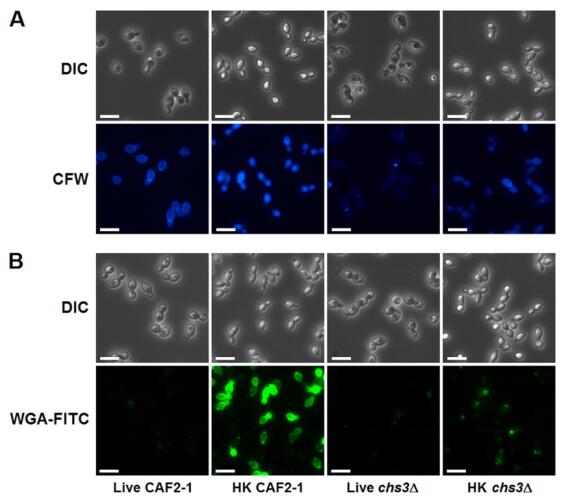 Rhodamine-WGA (Rhodamine labeled Wheat Germ Agglutinin) 罗丹明标记麦胚凝集素 - 上海懋康生物科技有限公司