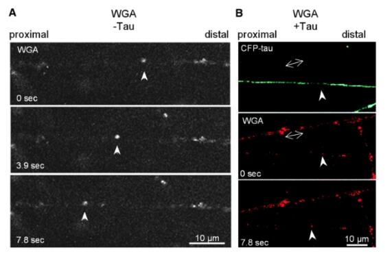 Rhodamine-WGA (Rhodamine labeled Wheat Germ Agglutinin) 罗丹明标记麦胚凝集素 - 上海懋康生物科技有限公司