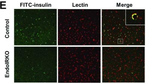 DyLight 594-LEL (DyLight 594 Labeled Tomato Lectin) DyLight 594标记番茄凝集素 ...