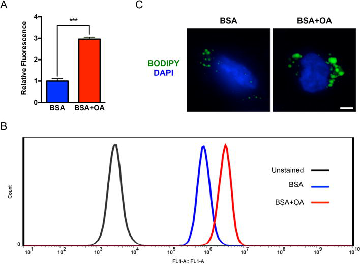 BODIPY 493/503 中性脂滴荧光探针 - 上海懋康生物科技有限公司