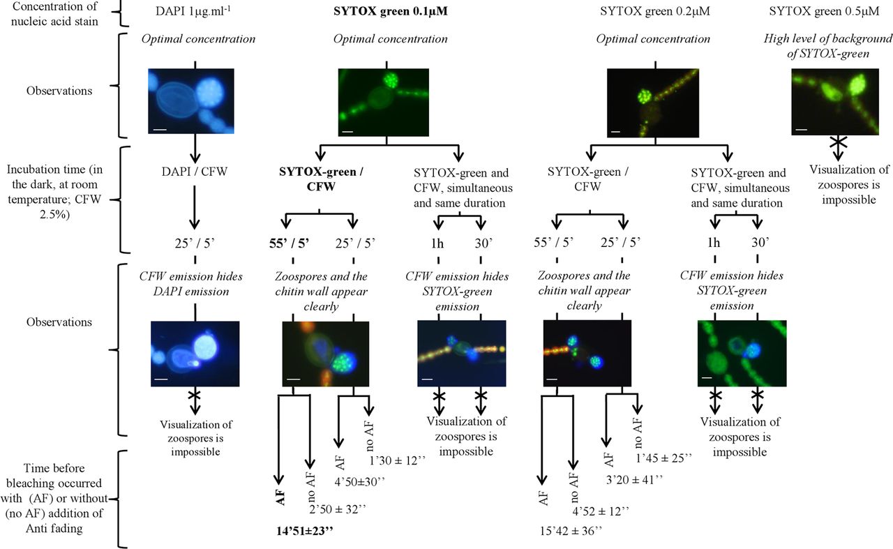 SYTOX Green Nucleic Acid Stain (5 mM in DMSO) 死细胞绿色荧光核酸染料 - 上海懋康生物科技有限公司