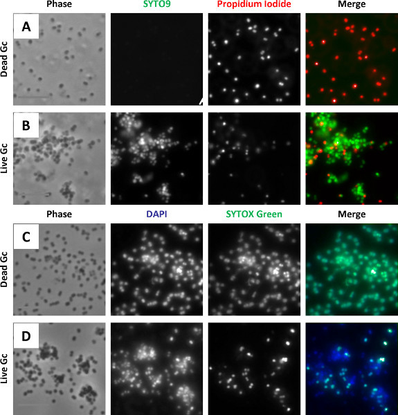 SYTOX Green Nucleic Acid Stain (5 mM in DMSO) 死细胞绿色荧光核酸染料 - 上海懋康生物科技有限公司