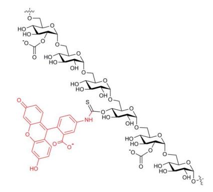 FITC-CM-dextran 40 FITC-CM-葡聚糖（40 kDa） - 上海懋康生物科技有限公司