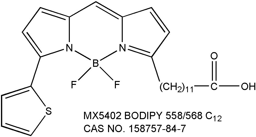 BODIPY 558/568 C12 脂滴荧光探针 - 上海懋康生物科技有限公司