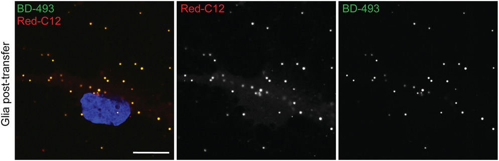 BODIPY 558/568 C12 脂滴荧光探针 - 上海懋康生物科技有限公司