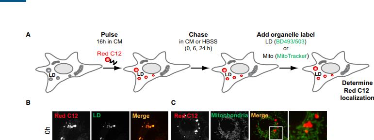BODIPY 558/568 C12 脂滴荧光探针 - 上海懋康生物科技有限公司