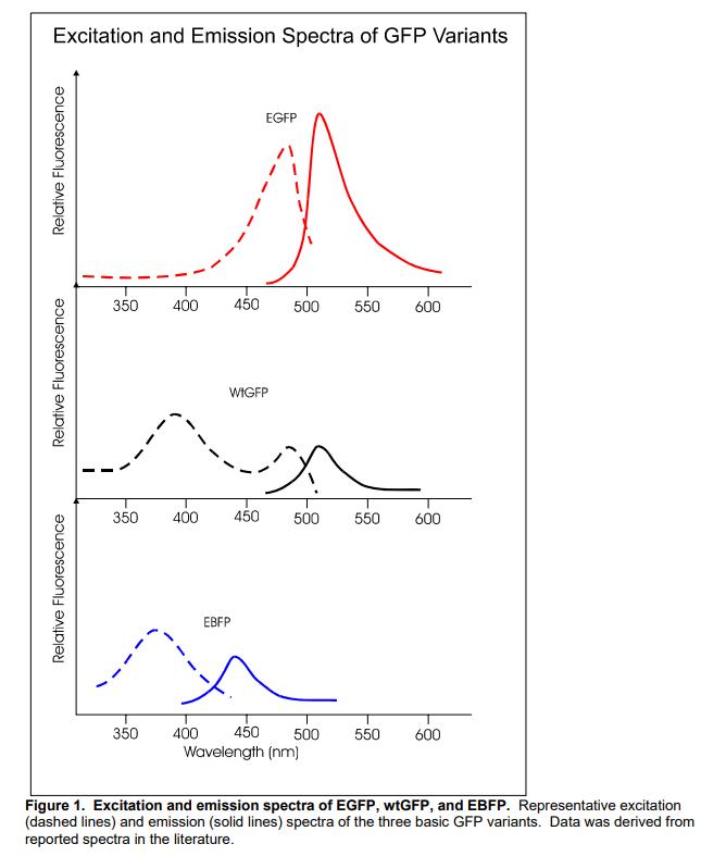 Enhanced Green Fluorescent Protein (EGFP) 重组增强型绿色荧光蛋白《促销中》 - 上海懋康生物科技有限公司