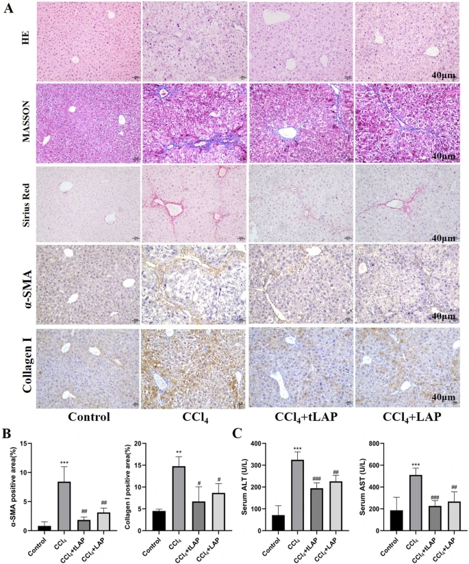 Picro Sirius Red Stain Kit 天狼星红染色试剂盒 - 上海懋康生物科技有限公司